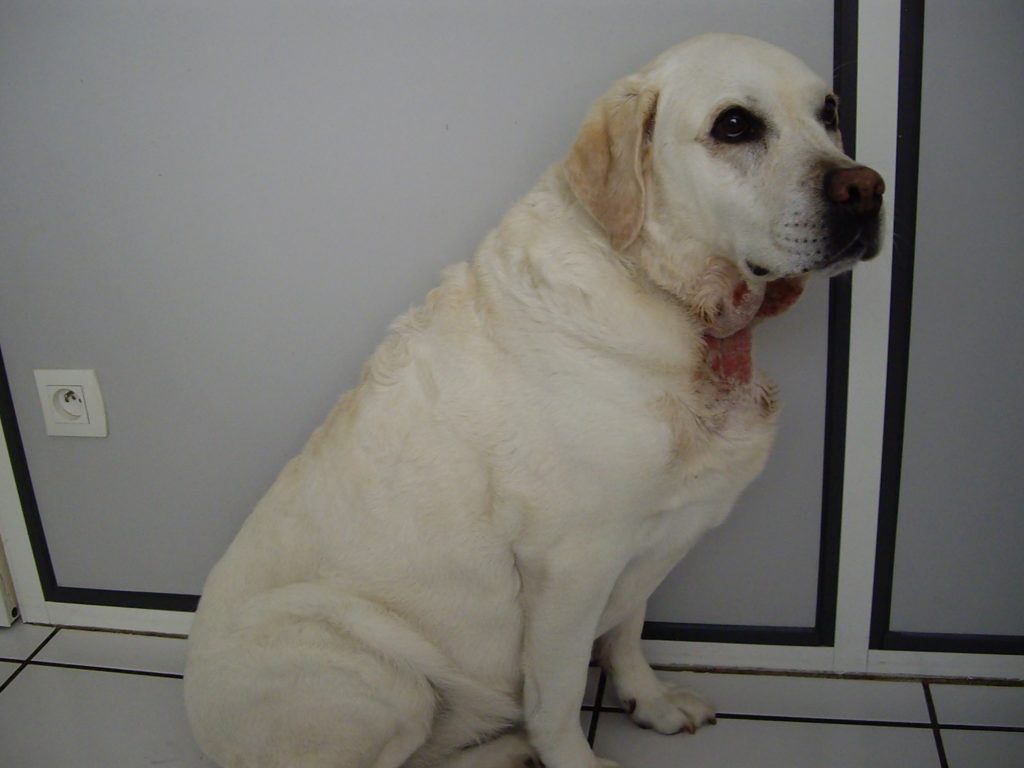 Un cas de furonculose pyotraumatique - Dr. Estelle BUENDIA ...