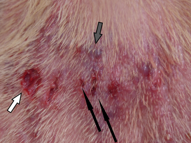Un cas de furonculose pyotraumatique - Dr. Estelle BUENDIA ...