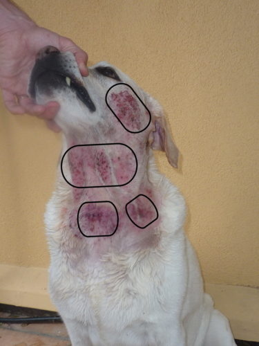 Un cas de furonculose pyotraumatique - Dr. Estelle BUENDIA ...