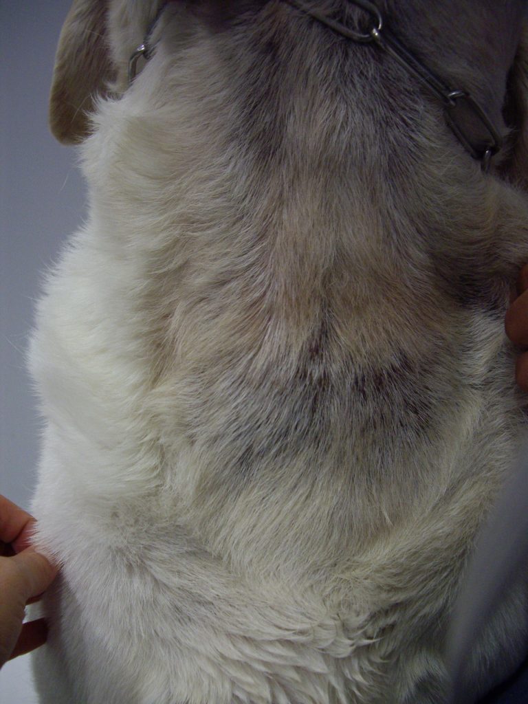 Un cas de furonculose pyotraumatique - Dr. Estelle BUENDIA ...